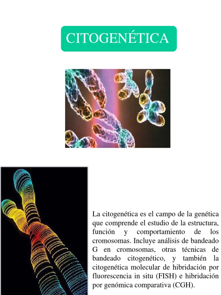 CITOGENÉTICA | PDF | Cromosoma | Cariotipo