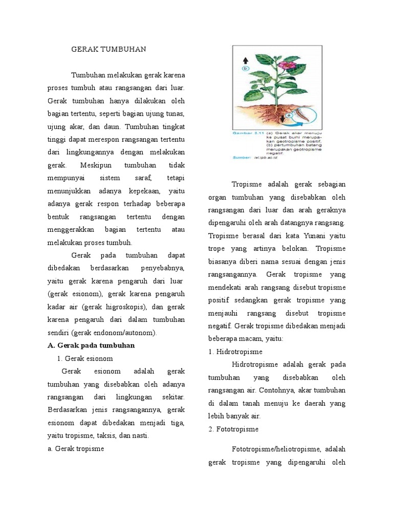 Gerak Tumbuhan: Jenis dan Contoh | PDF