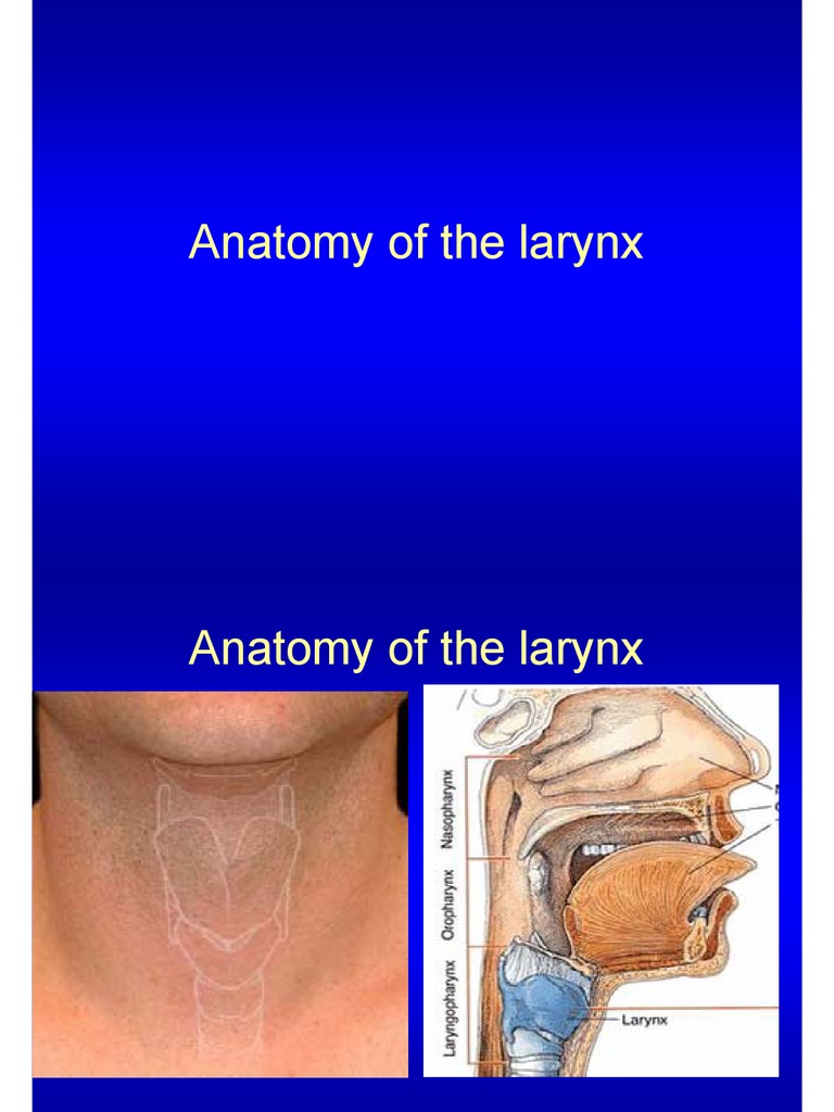 Atlas Anatomy Larynx | PDF