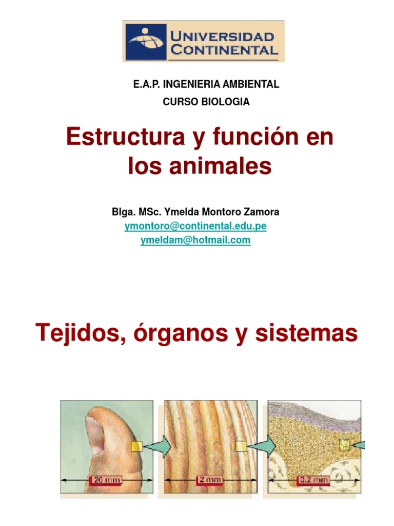 Estructura y Función de Tejidos en Animales | PDF | Tejido conectivo ...