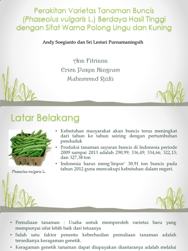 Varietas Buncis Ungu Kuning Berdaya Tinggi | PDF