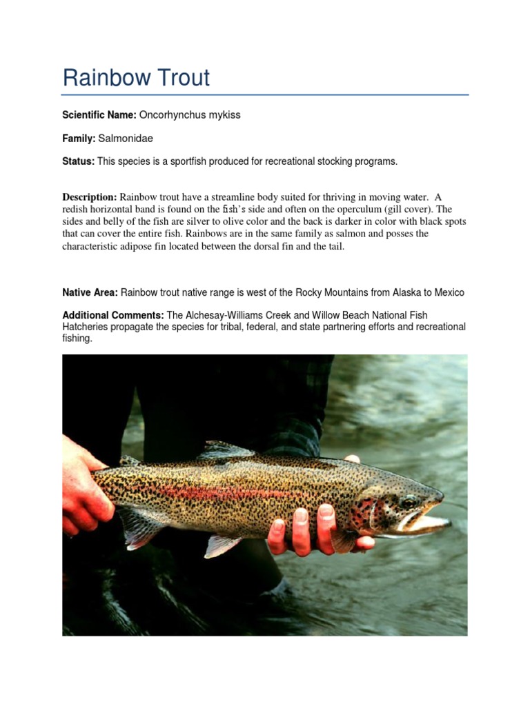Rainbow Trout: Description: Rainbow Trout Have A Streamline Body Suited ...