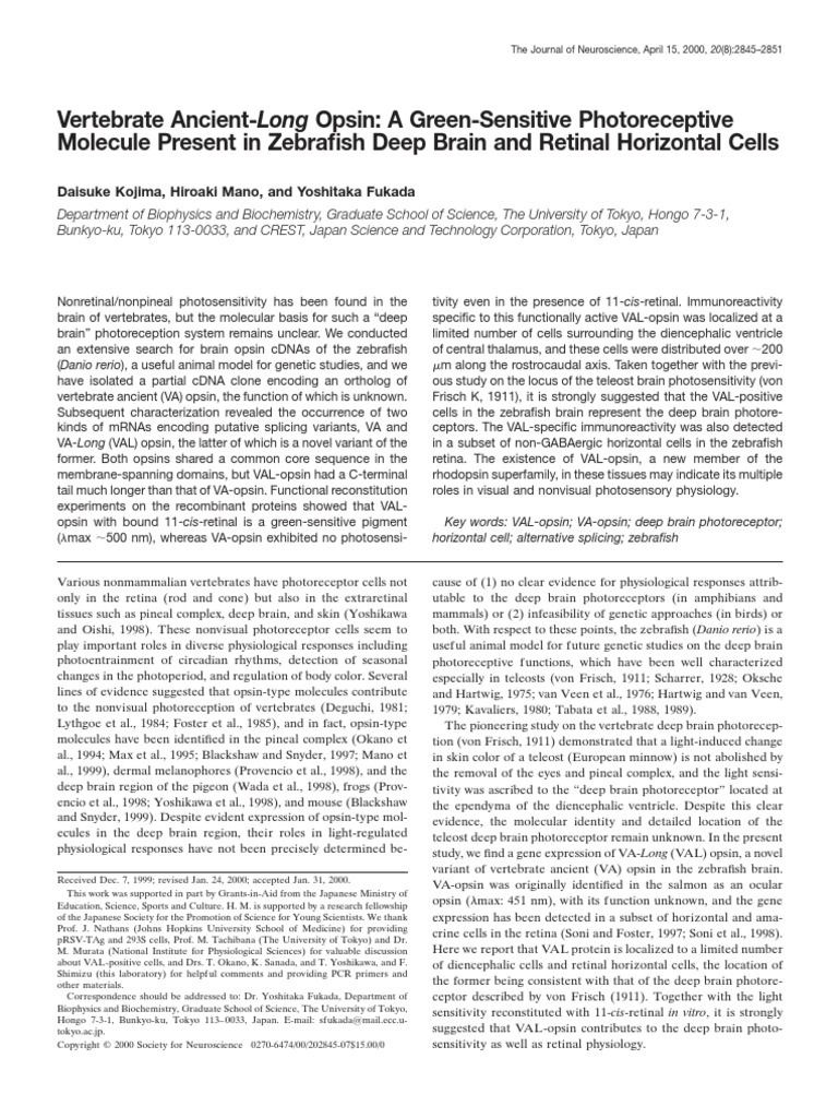 Vertebrate Ancient-Long Opsin A Green-Sensitive Photoreceptive Molecule ...