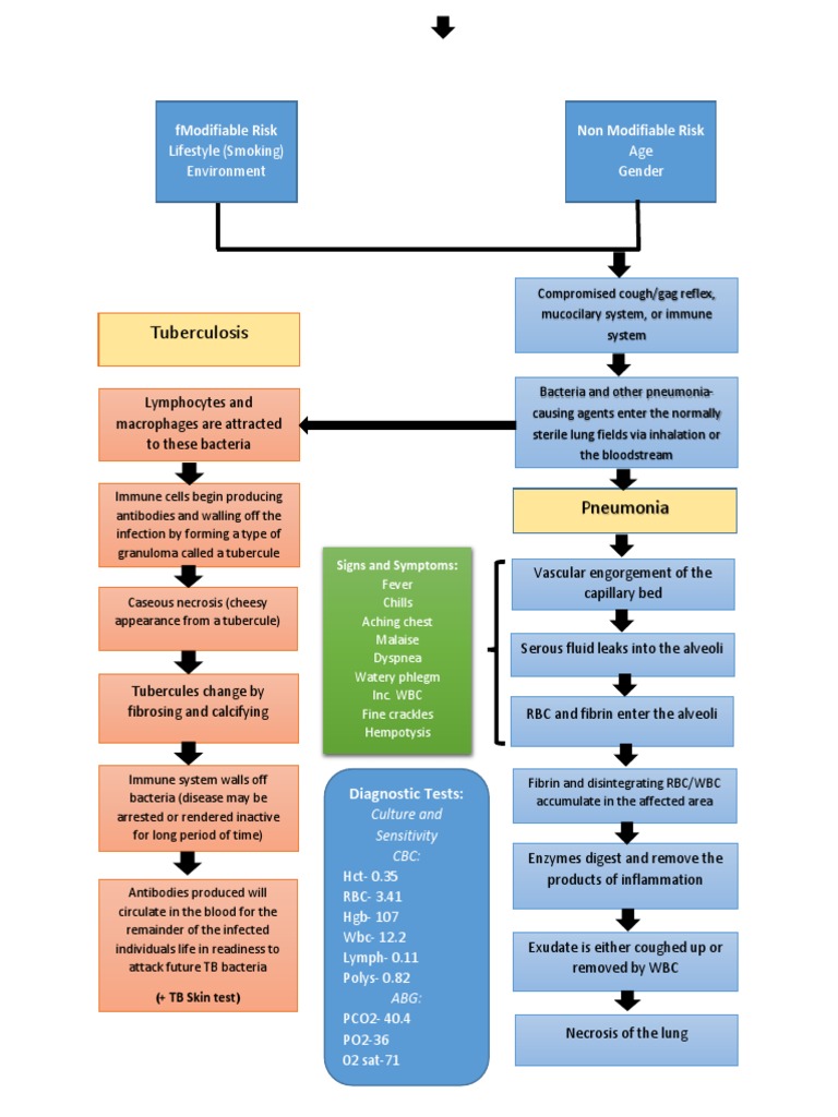 Pathophysiology | Tuberculosis | Physiology