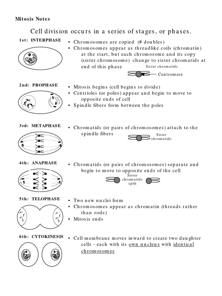 Grade 10 Mitosis Study Guide | PDF | Science & Mathematics