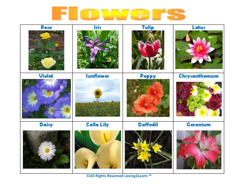 Flower Types and Their Names | PDF