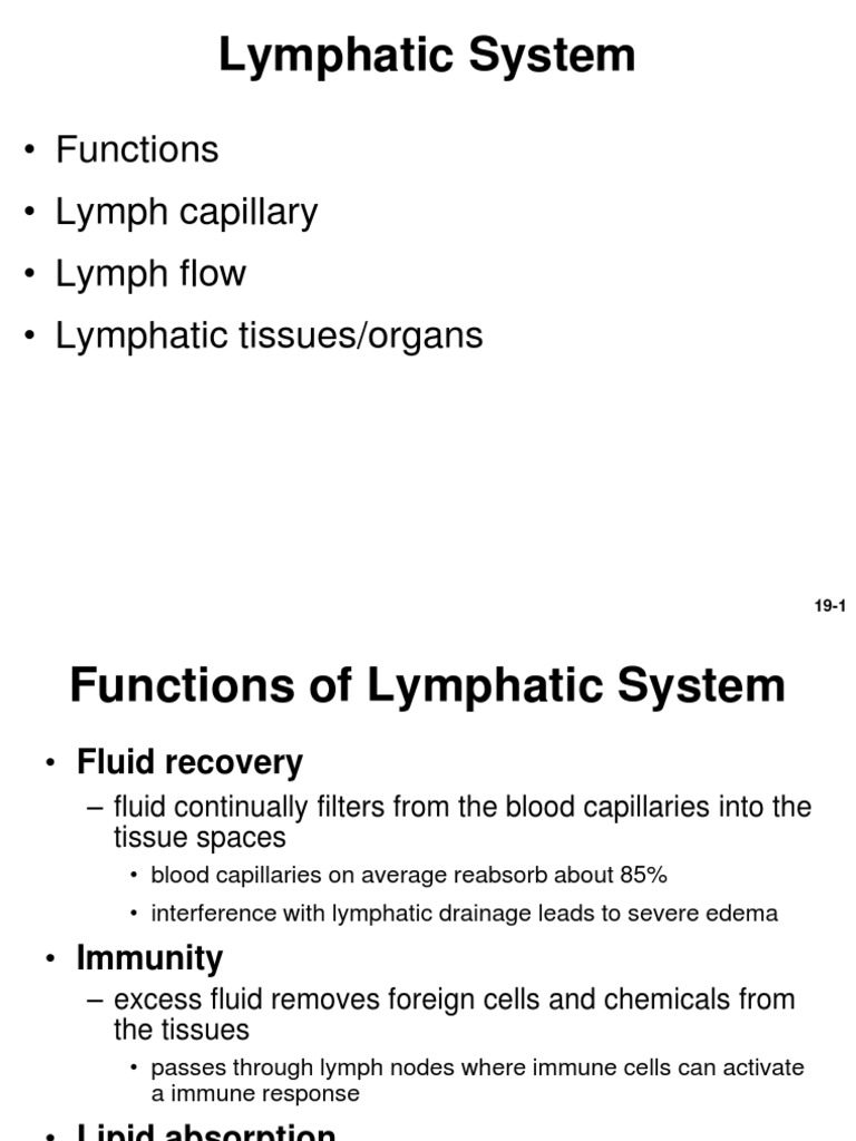 Lymphatic System: - Functions - Lymph Capillary - Lymph Flow ...