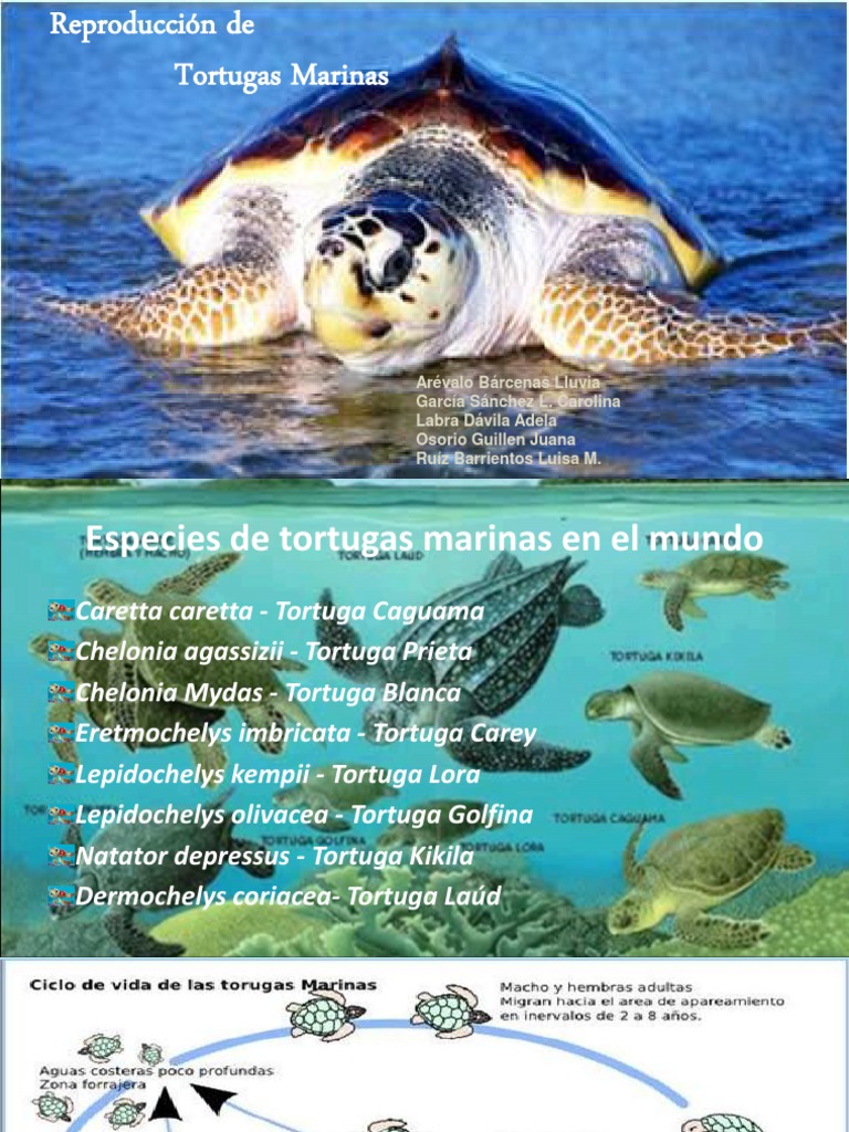 Anatomía y Reproducción de Tortugas Marinas | PDF | Tortuga marina ...