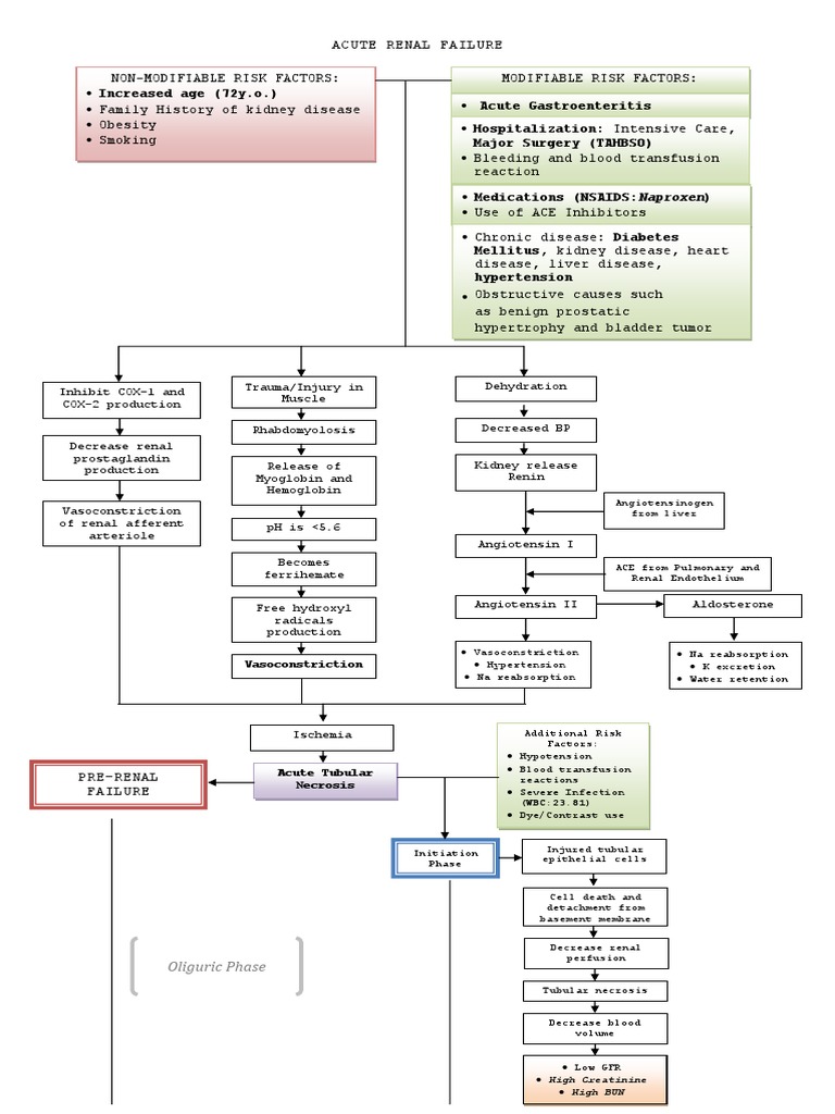 Pathophysiology of Acute Renal Failure | Kidney | Angiotensin