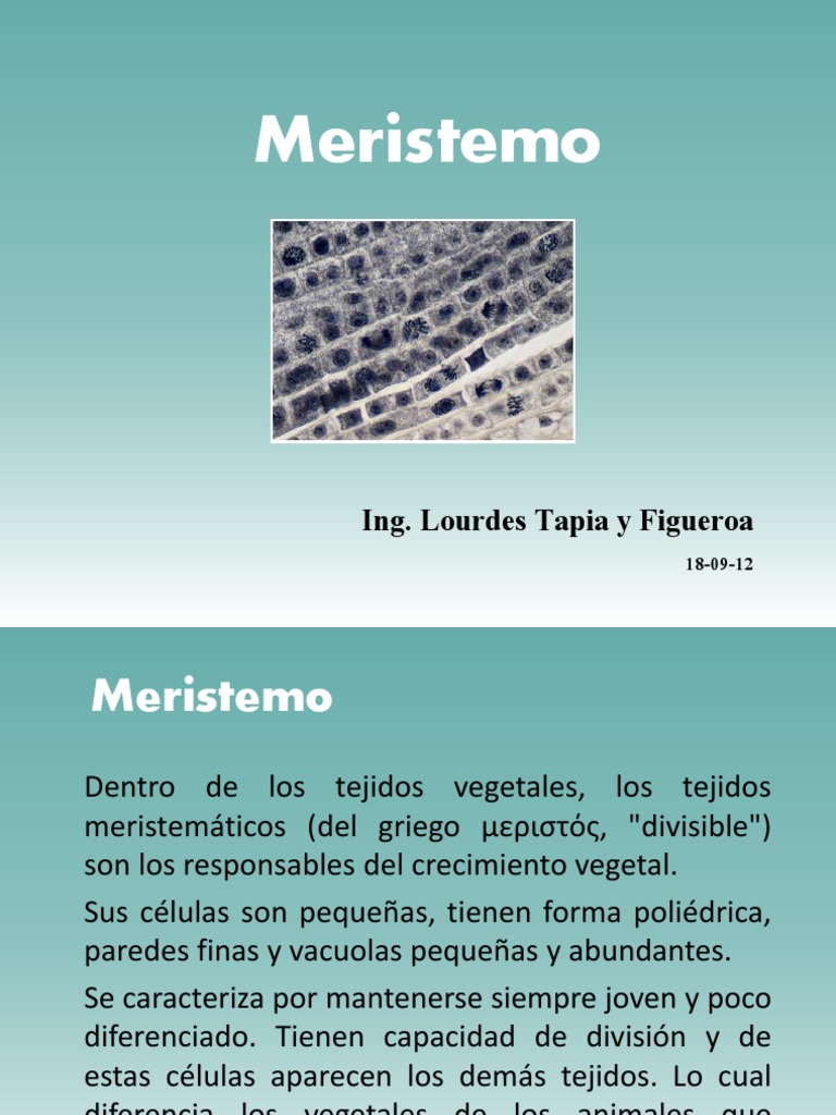 Tejidos Meristemáticos en Plantas | PDF | Ramas de la botánica | Plantas