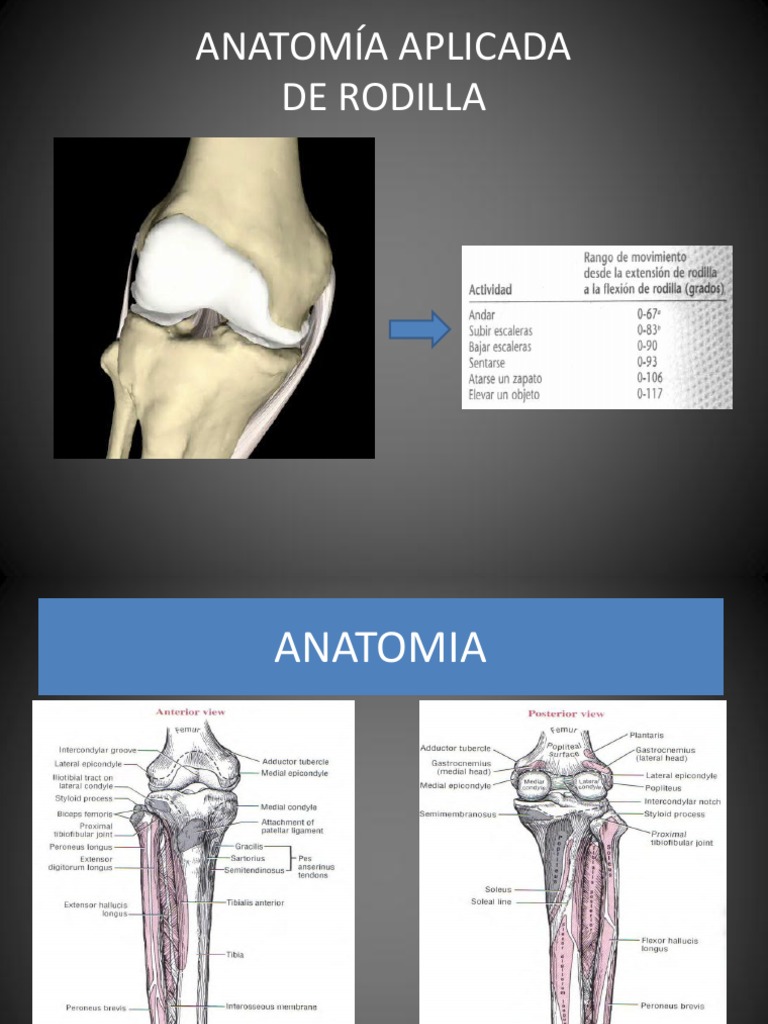 Anatomía Aplicada Rodilla | PDF | Rodilla | Articulaciones