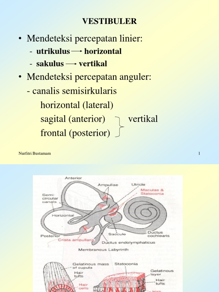 Vestibule R PDF | PDF