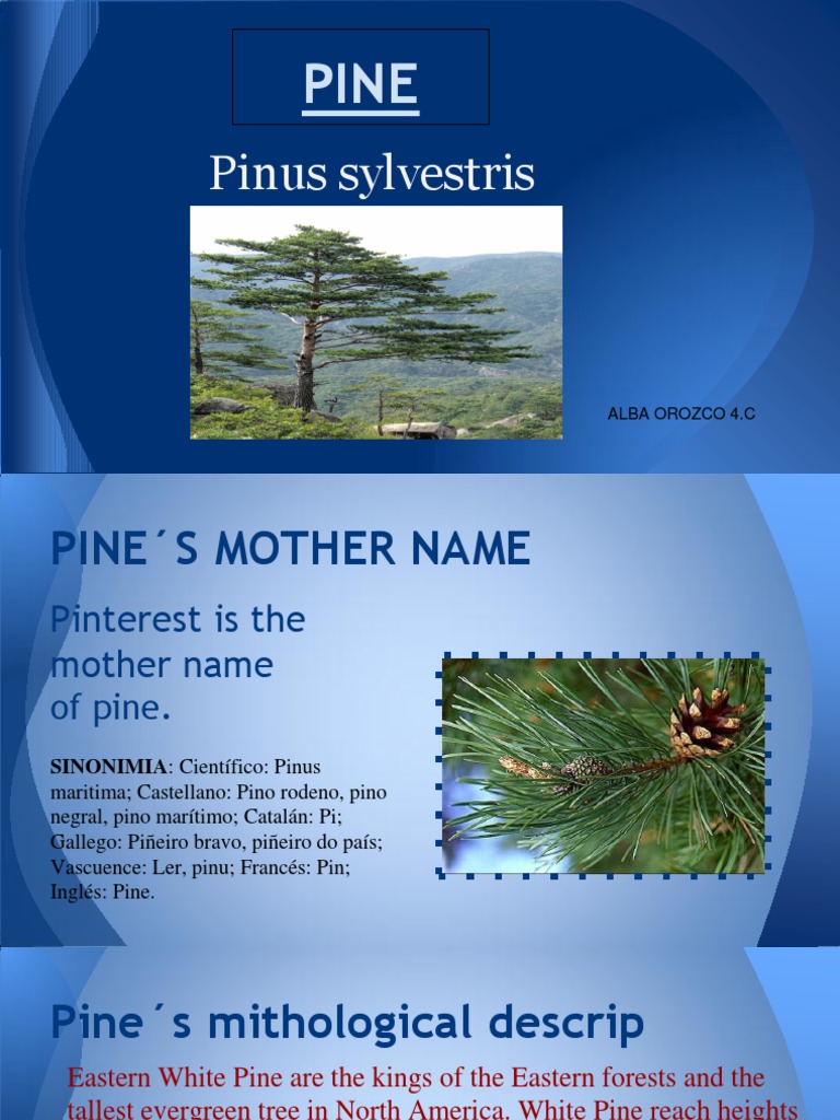 Pinus Sylvestris: Alba Orozco 4.C | PDF | Social Science | Foreign ...