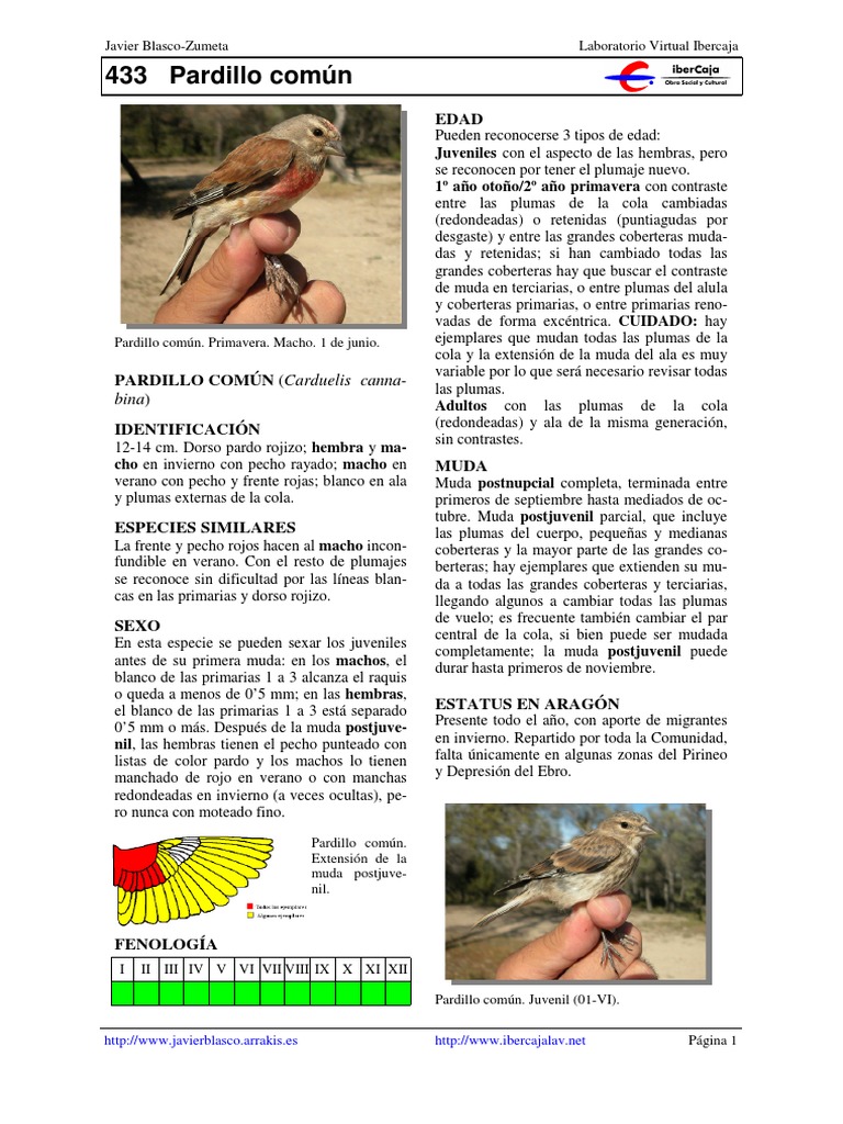 Pardillo Común PDF | PDF | Pluma | Aves