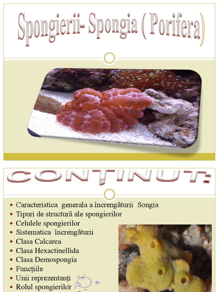 Spongierii - Spongia (Porifera) | PDF