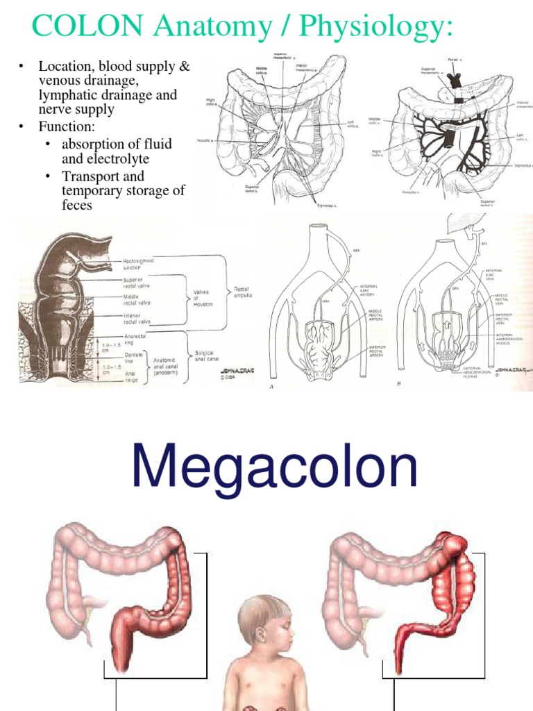 MEGACOLON.ppt | Rectum | Large Intestine