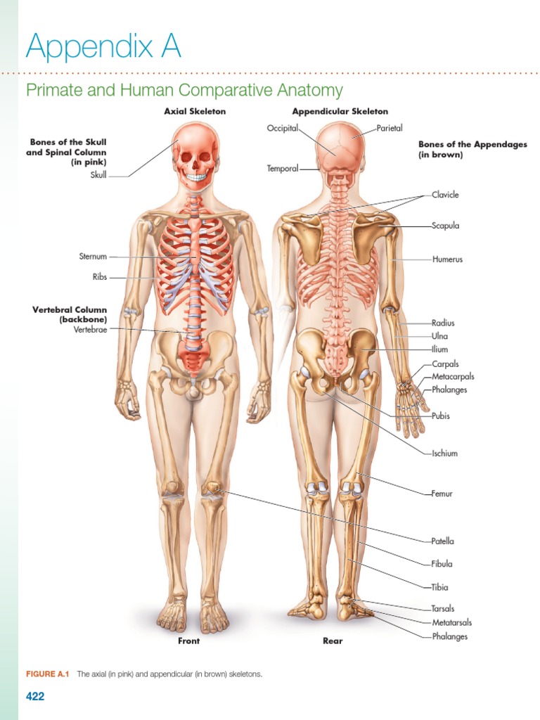 A3 - Appendix A | PDF | Vertebral Column | Vertebra