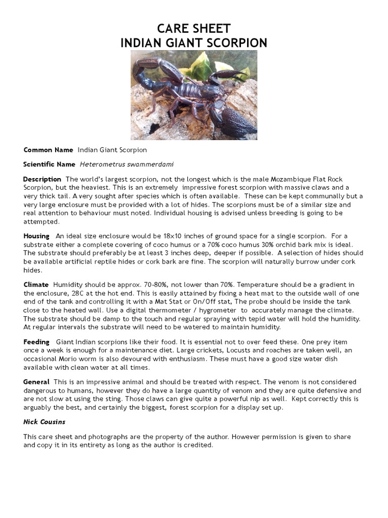 Indian Giant Scorpion Care Guide | PDF