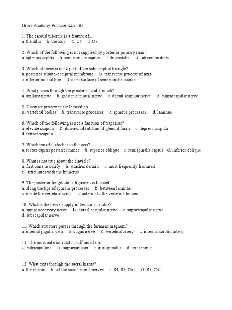 Gross Anatomy Practice Exam Questions | PDF | Vertebra | Vertebral Column