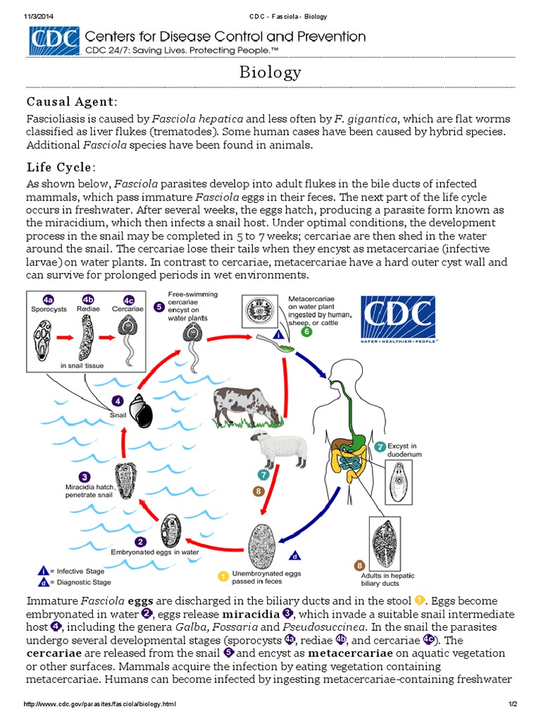 CDC - Fasciola - Biology | PDF | Parasites | Parasitology