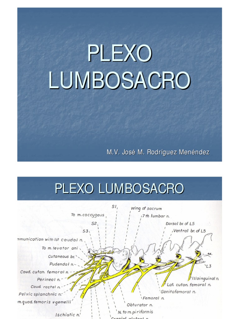 Plexo Lumbosacro | PDF | Neuroanatomía | Anatomía del miembro inferior