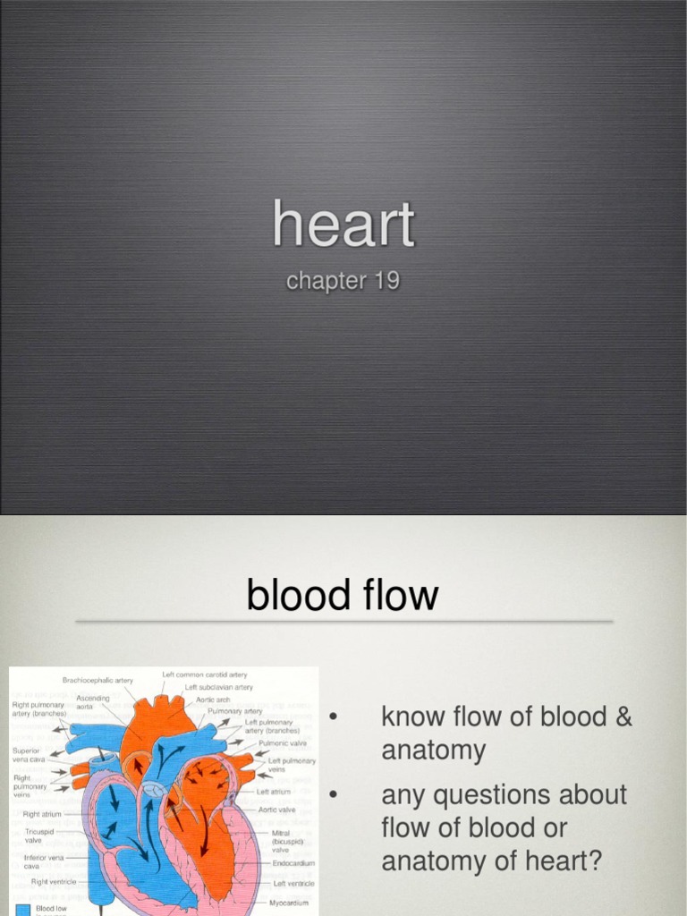 Health Assessment - Cardiac & PVS | PDF | Heart Valve | Diastole