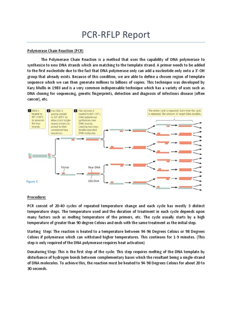 Pcr Rflp Report | Polymerase Chain Reaction | Primer (Molecular Biology)