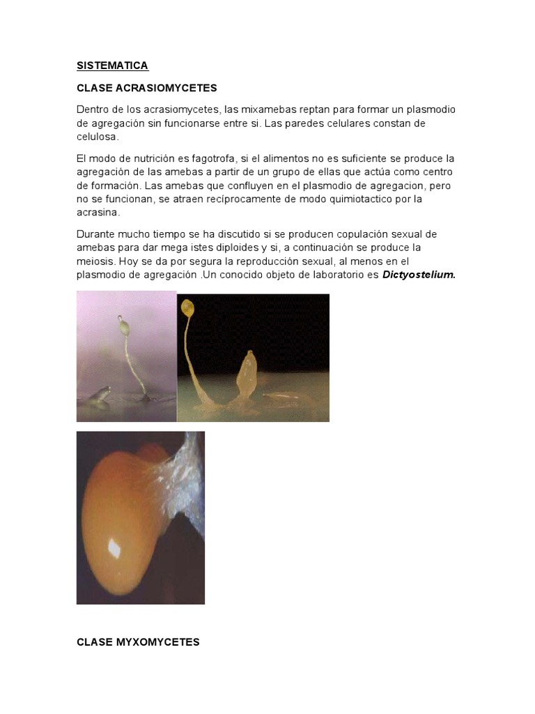 Mixomicetos y Acrasiomycetes: Plasmodios | PDF | Mitosis | Espora
