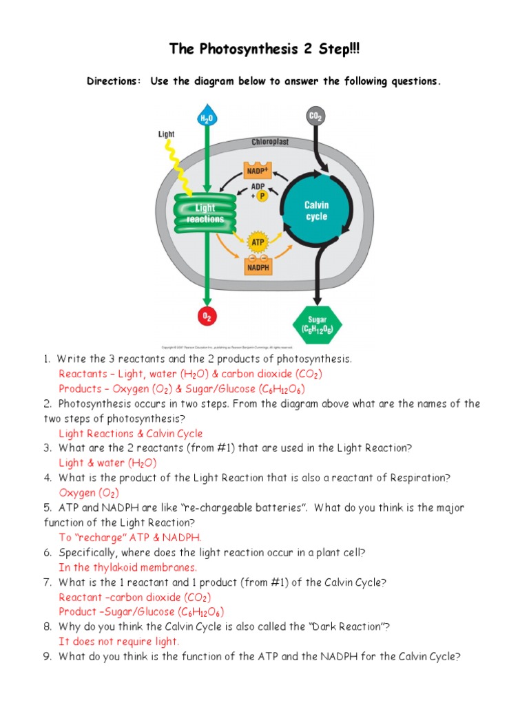 Photosynthesis: Two-Step Process Explained | PDF | Science ...