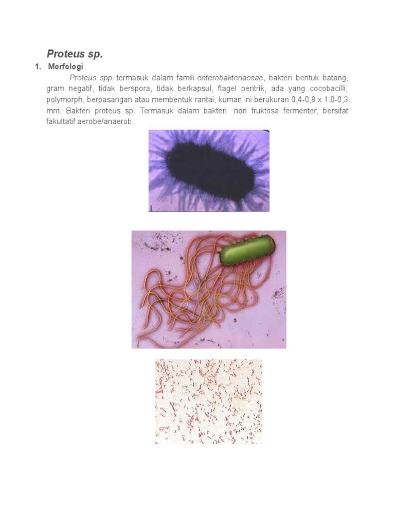 Proteus SP | PDF