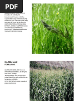 Pasto Buffel. Pennisetum Ciliare (L.) | PDF | Siembra | Aluminio