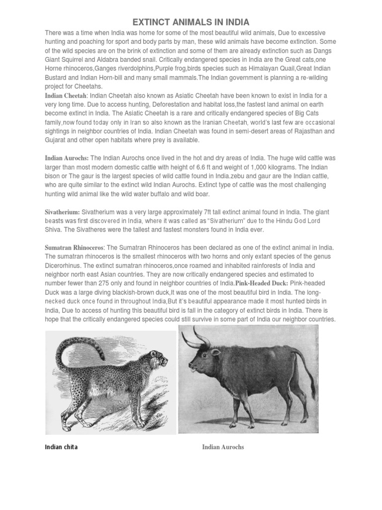 Extinct Animals in India: Indian Chita | PDF | Rhinoceros | Mammals Of Asia