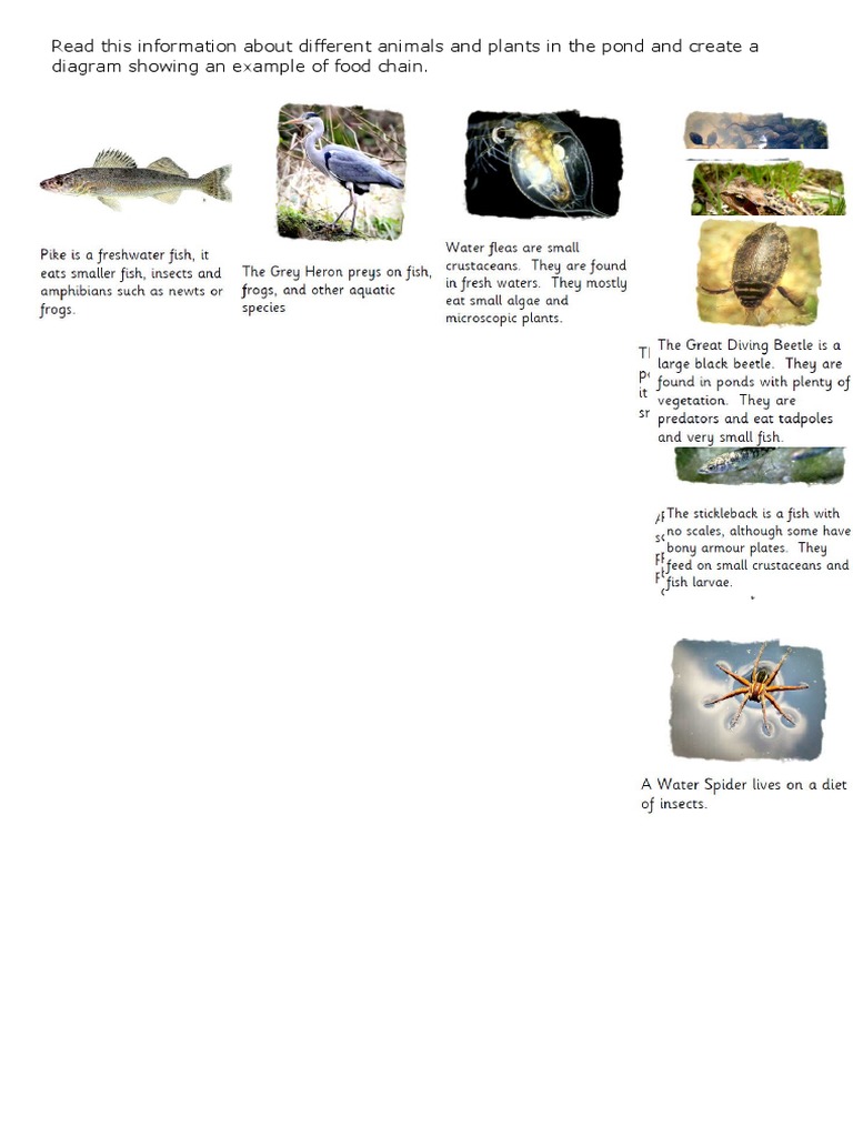 Worksheet Food Chain Pond | PDF