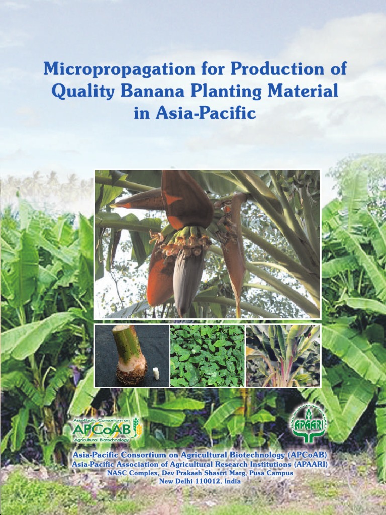 Quality Banana Production | PDF | Banana | Botany