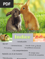 El Ciclo de Vida Del Conejo | PDF