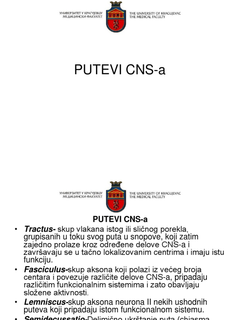 002 Kranijalni Zivci I Putevi Cns | PDF