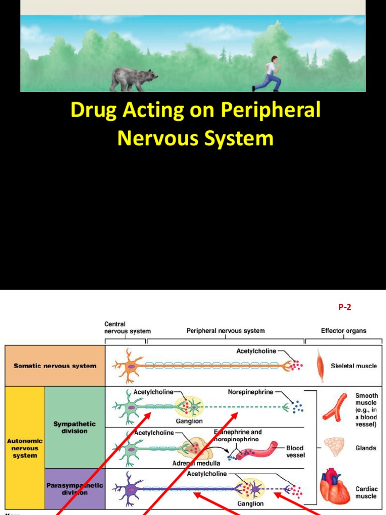 Drugs Acting On Peripheral Nervous System | PDF | Acetylcholine ...