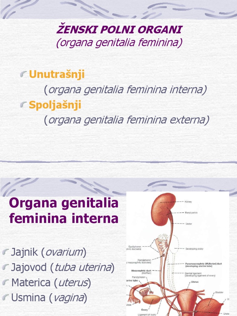 Zenski Polni Organi | PDF