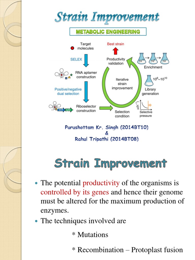 Strain Improvement | Gene | Dna | Free 30-day Trial | Scribd