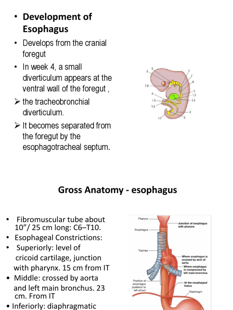 Esophagus: - Development of | PDF | Esophagus | Digestive Diseases