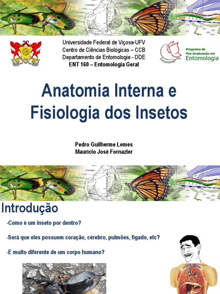 Anatomia e Fisiologia dos Insetos | PDF | Músculo | Insetos