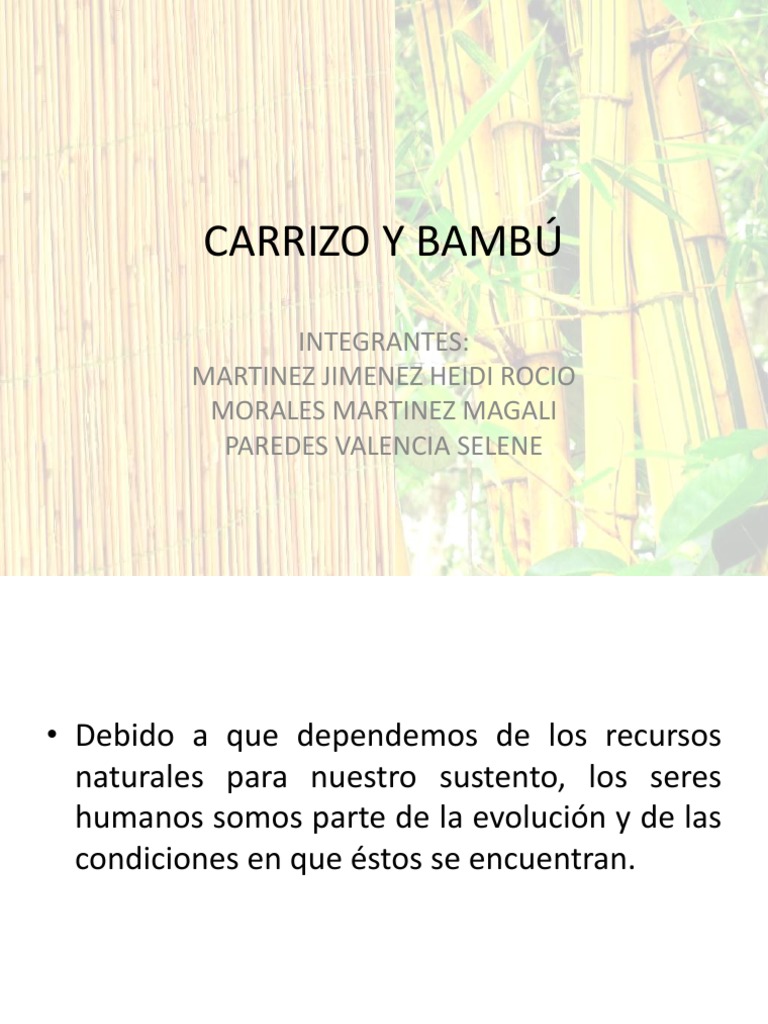 Diferencias entre Carrizo y Bambú | PDF | Sustentabilidad | Plantas