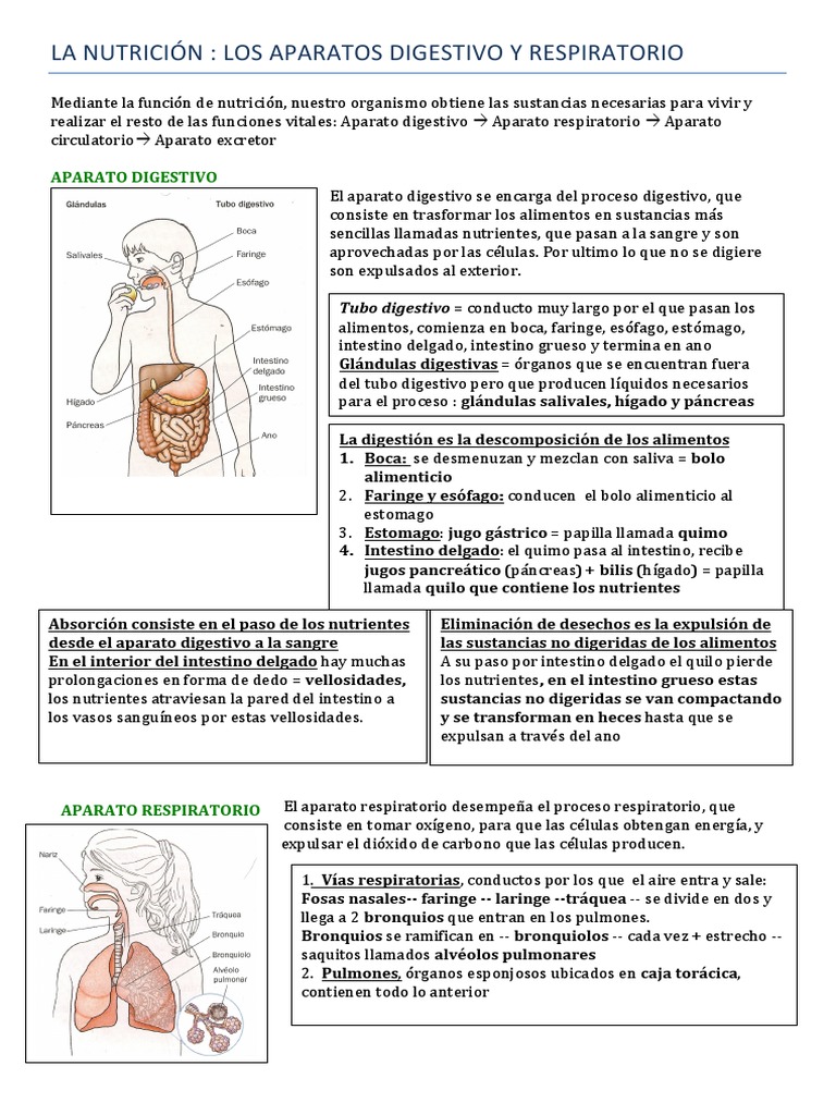 Edelvives 5º primaria Ciencias naturales El Ser Humano Ud 2 5º