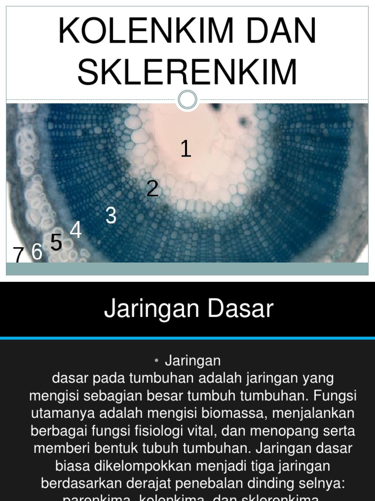 Kolenkim dan Sklerenkim: Fungsi dan Struktur | PDF | Sains & Matematika