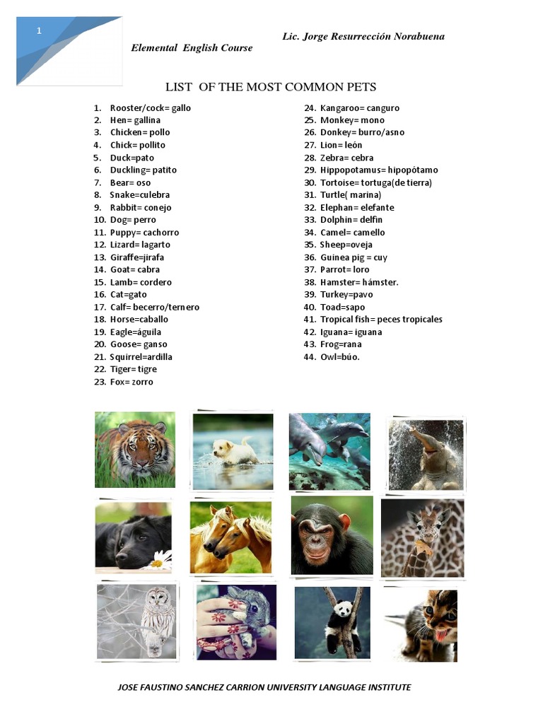 Common Pets List | PDF