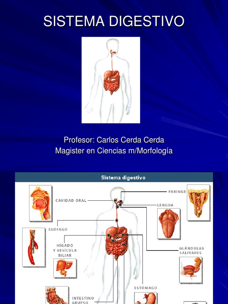 APARATO DIGESTIVO.ppt | Sistema digestivo humano | Intestino delgado