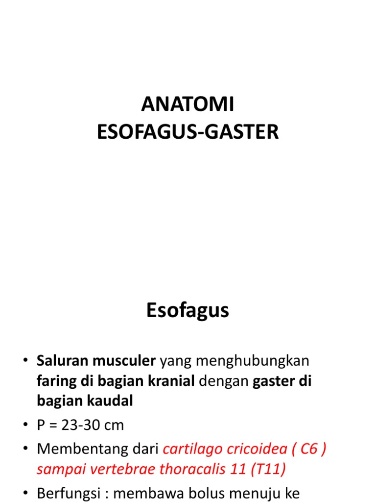 Anatomi Esofagus Gaster | PDF