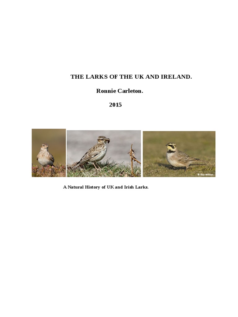 Uk Larks | PDF | Paravians | Tetrapods