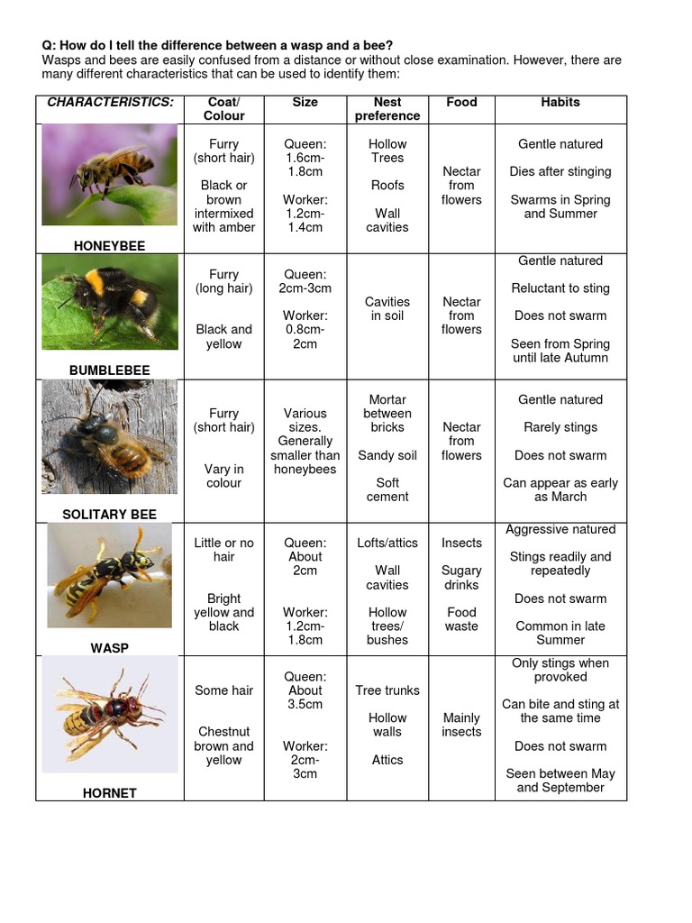 Bee Wasp and Hornet Classification | PDF