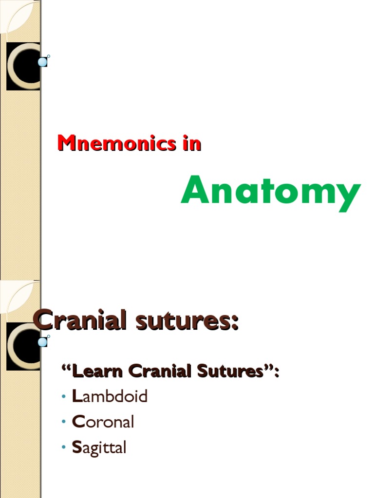 Head And Neck Anatomy Mnemonics